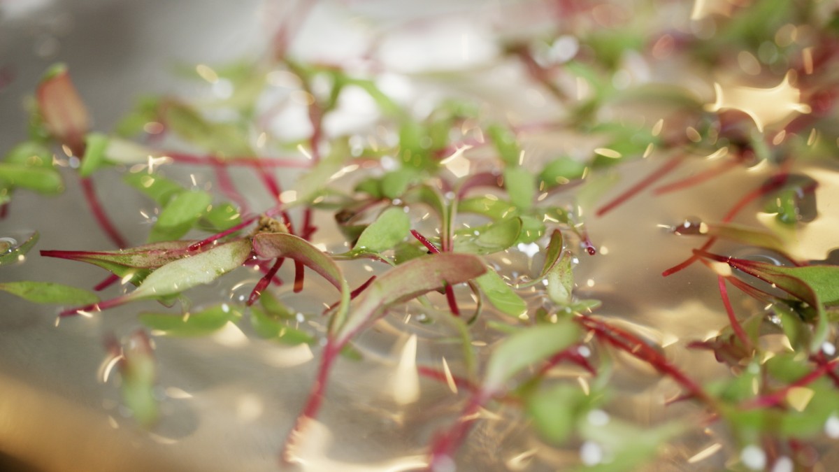 The Paddock To Plate Series For Simon George & Sons. – platinumHD