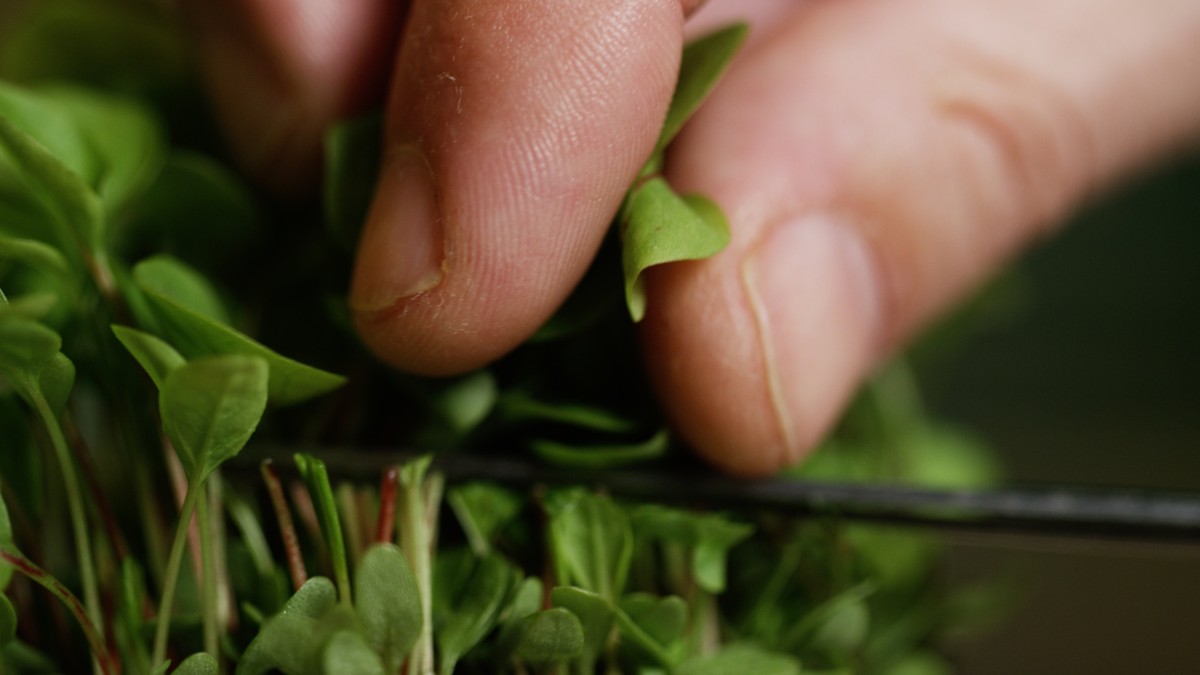 The Paddock To Plate Series For Simon George & Sons. – platinumHD